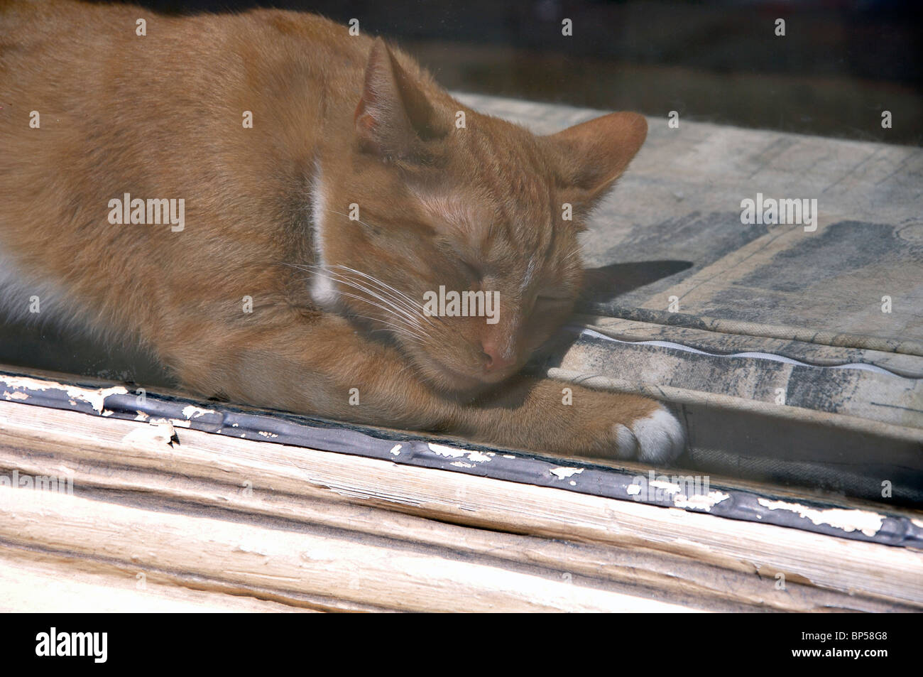 Cat sleeping in window, Philadelphia, Pennsylvania, USA Stock Photo - Alamy
