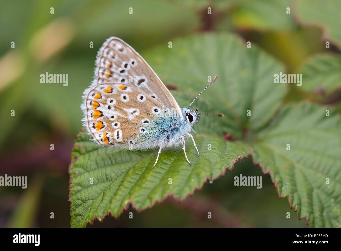 Bramble butterfly hi-res stock photography and images - Alamy
