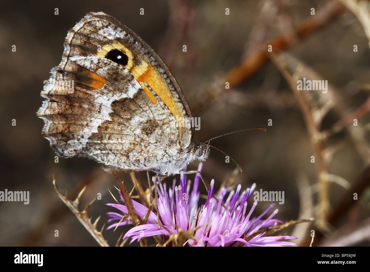 Gatekeeper caterpillar hi-res stock photography and images - Alamy