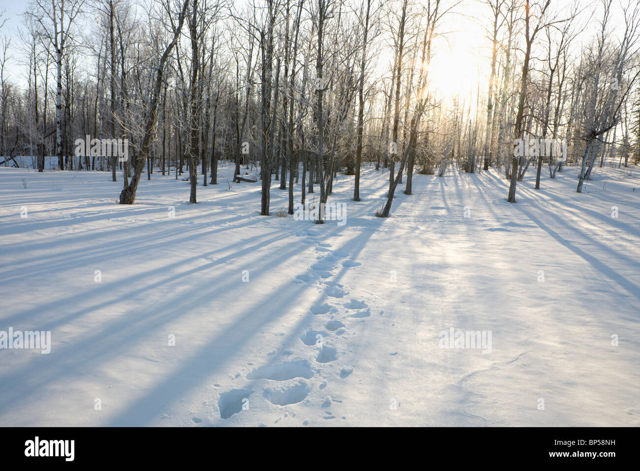 Ontario, Canada; Sunrise Through A Hard Wood Forest In Winter Stock ...