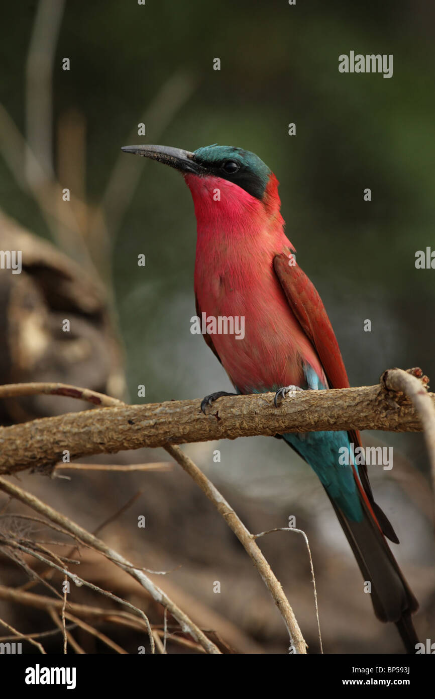 Carmine bee eater botswana hi-res stock photography and images - Alamy