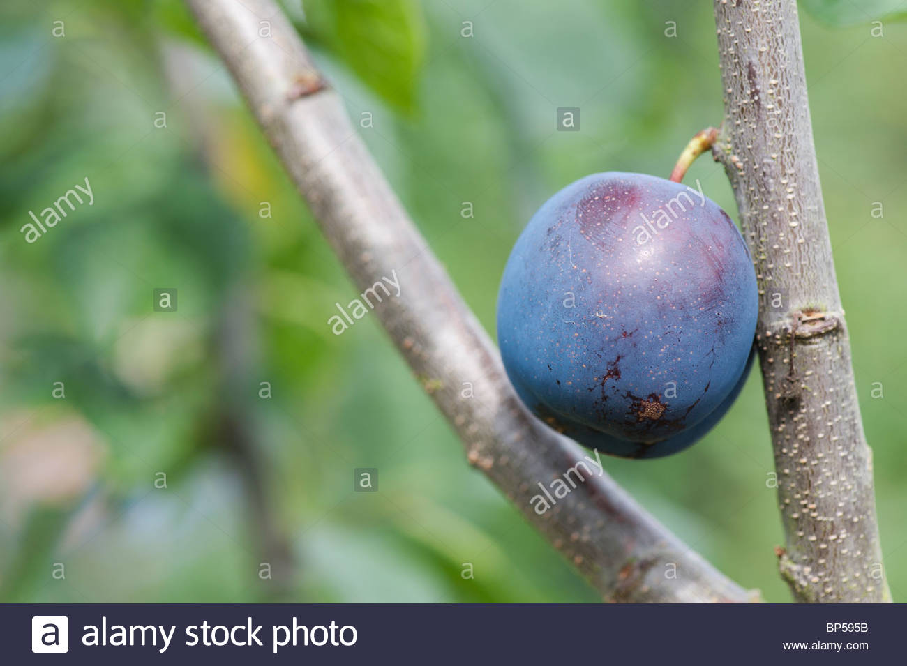 Prunus Tree Stock Photos & Prunus Tree Stock Images - Alamy