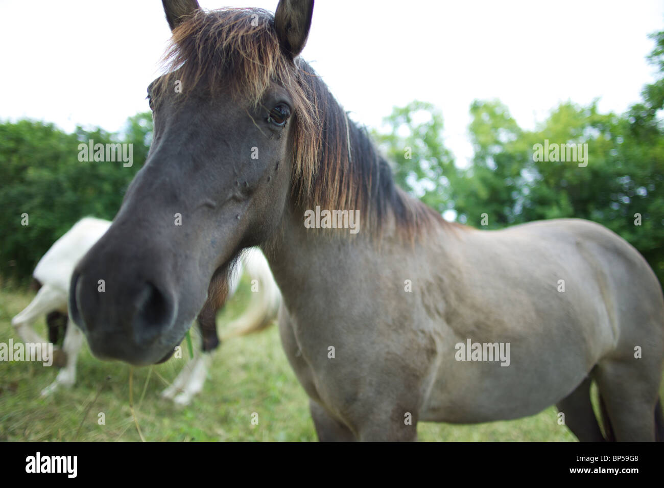 Hairy pony hi-res stock photography and images - Alamy