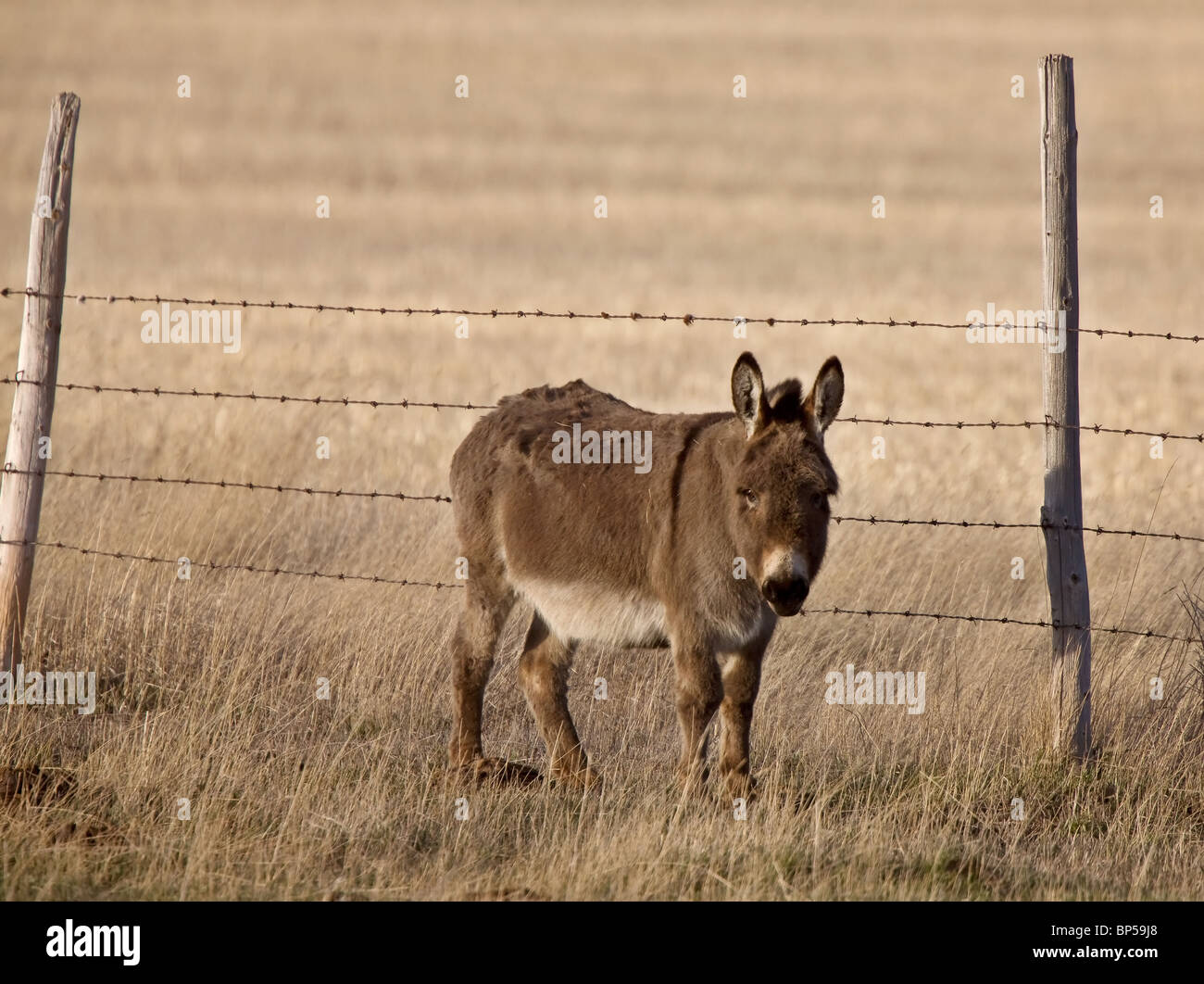 Mule in Pasture Canada Saskatchewan Donkey Stock Photo - Alamy