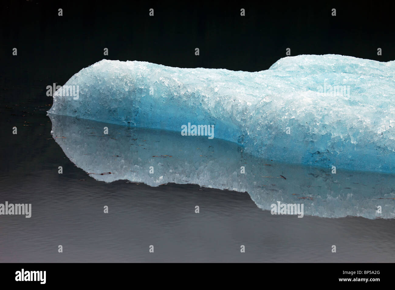 Iceberg floating at base of a glacier of shore in Alaska. Blue glacial ...