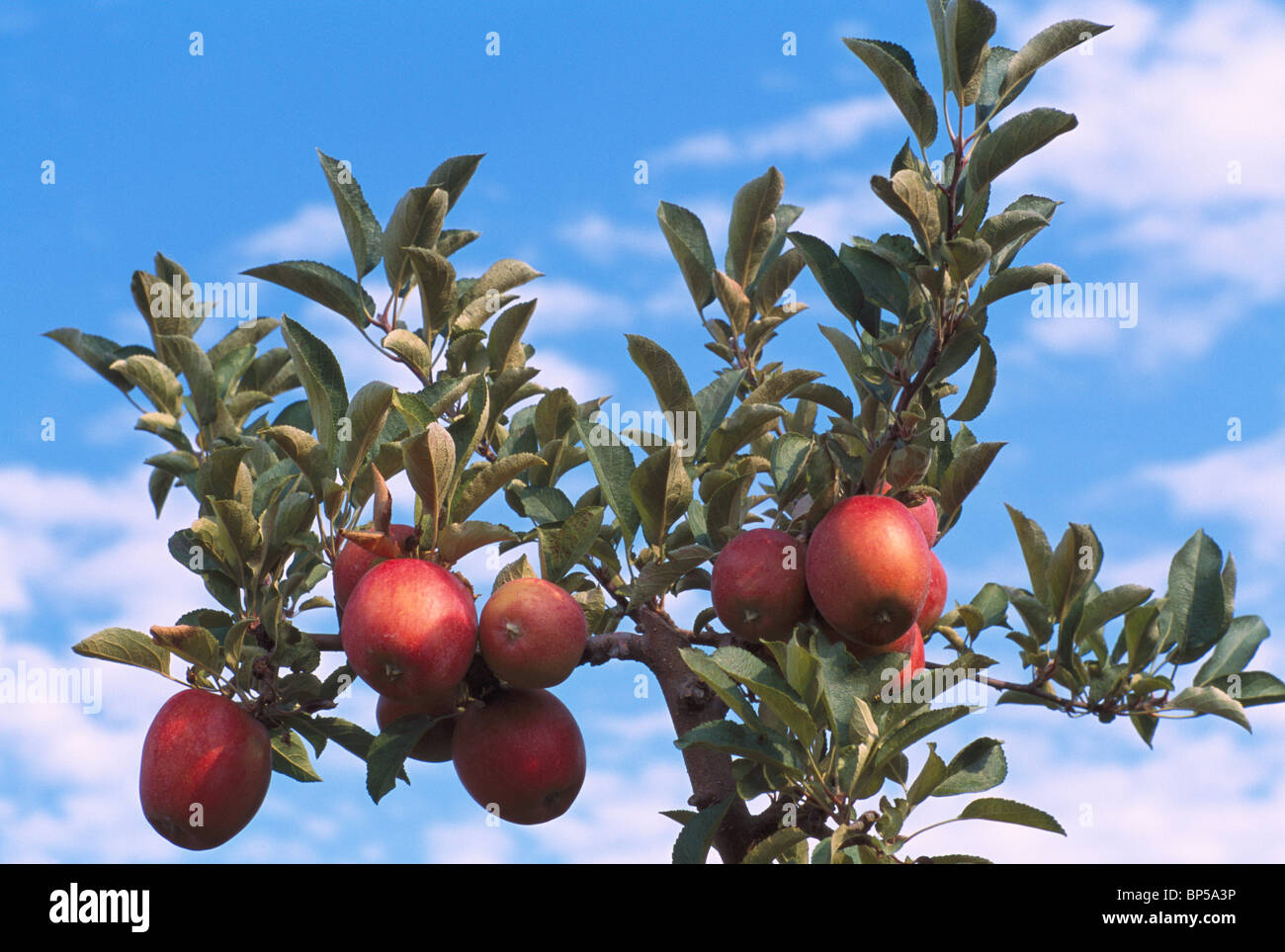 Ripening Red Apples growing on Orchard Apple Tree Branch, South ...