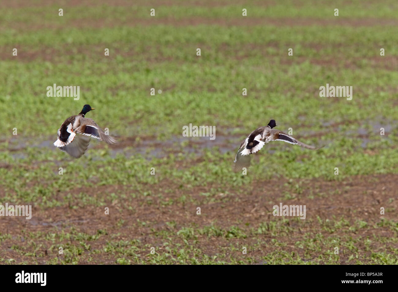 Teal in flight hi-res stock photography and images - Alamy