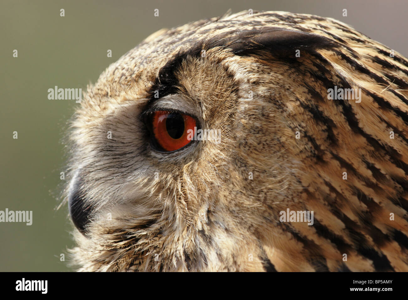 Portrait of an Eagle Owl (Bubo bubo Stock Photo - Alamy