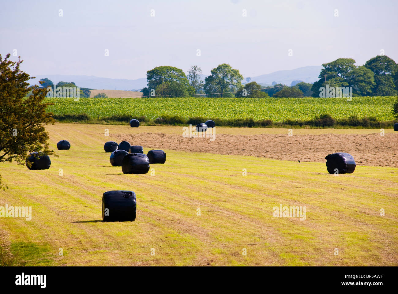 plastic wrapped silage bales Stock Photo - Alamy