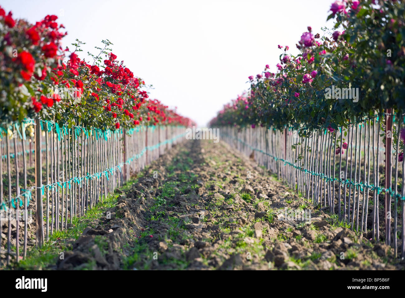 Rows of roses in a field Stock Photo - Alamy