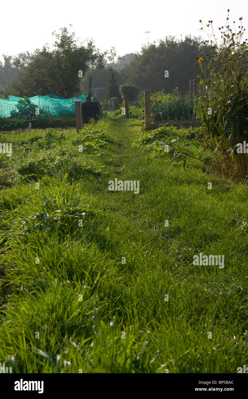 Grass path on an allotment plot Stock Photo - Alamy