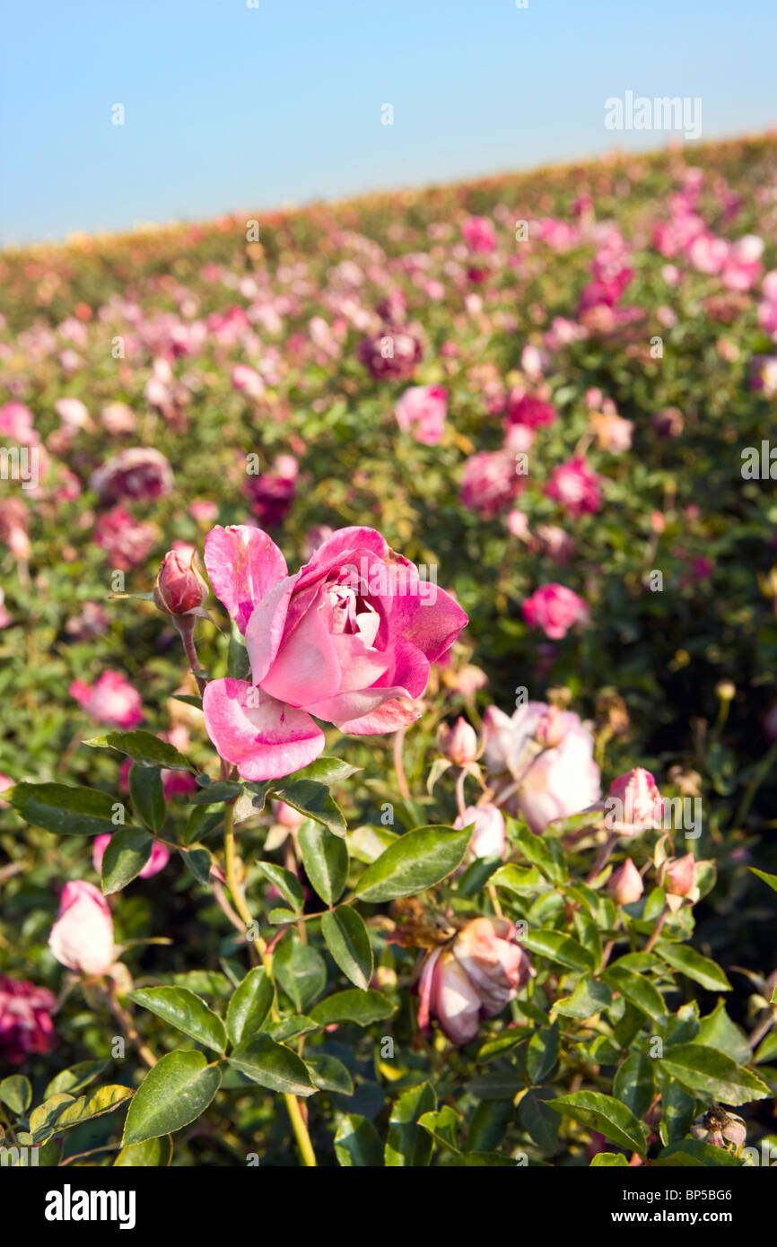A field of pink roses Stock Photo - Alamy