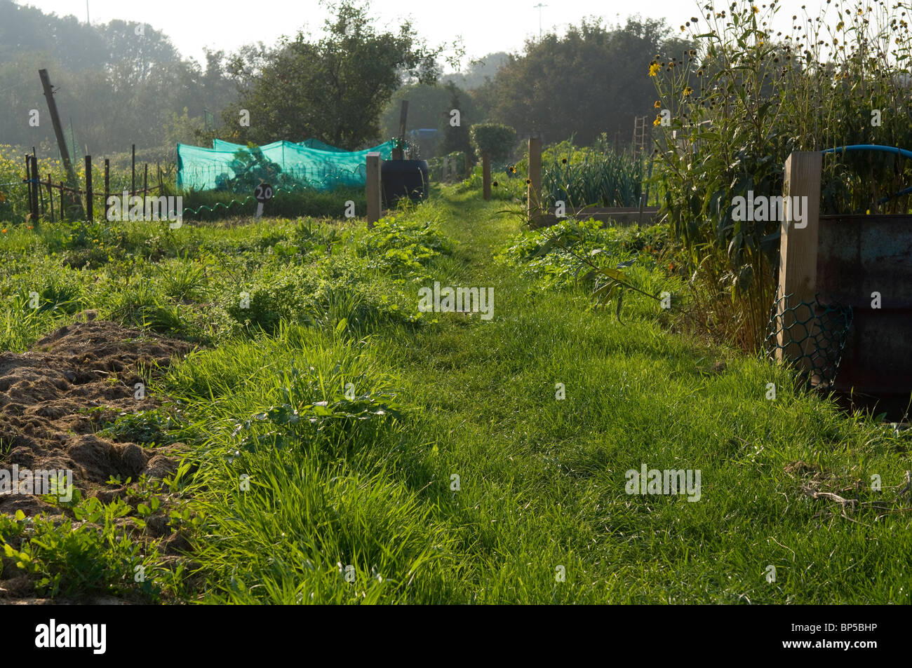 Grass path on an allotment plot Stock Photo - Alamy