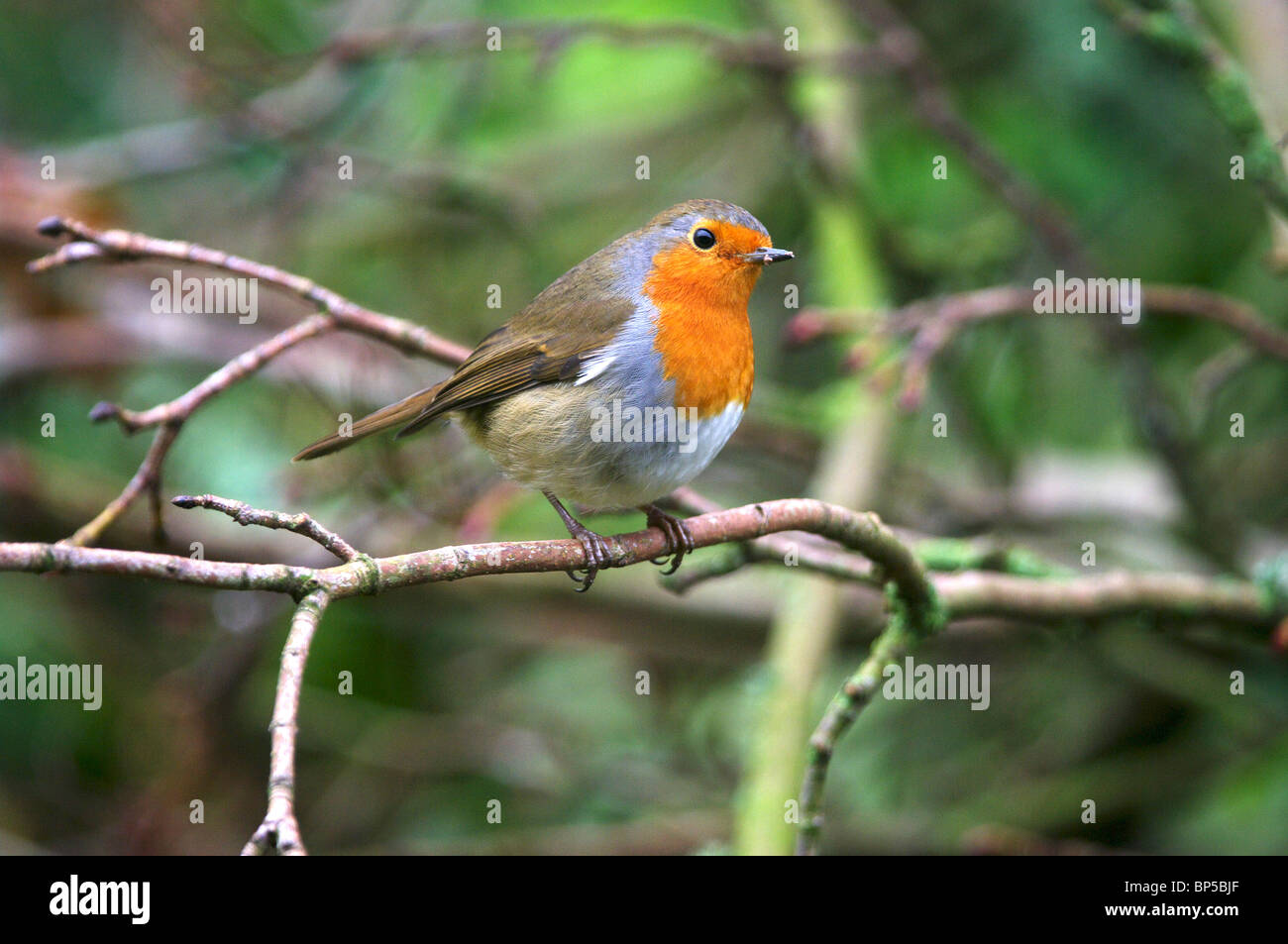 Erithacus rubecula rubecula hi-res stock photography and images - Alamy