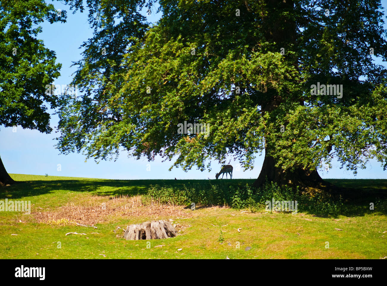 fallow deer grazing under tree Stock Photo - Alamy