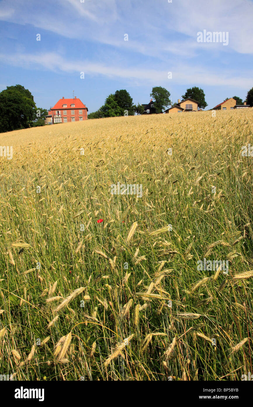Denmark, Zealand, Roskilde, wheat field, agriculture Stock Photo - Alamy