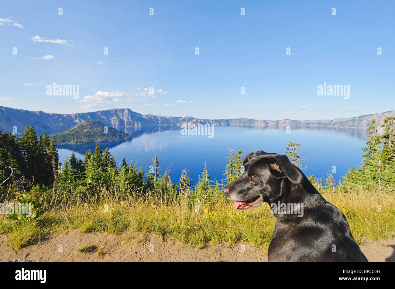 Oregon, United States Of America; A Dog On A Trail With A View Of ...