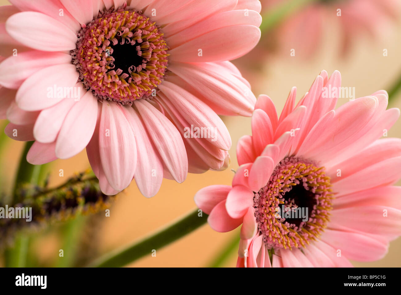Gerbera Daisy Field Nobody High Resolution Stock Photography and Images ...