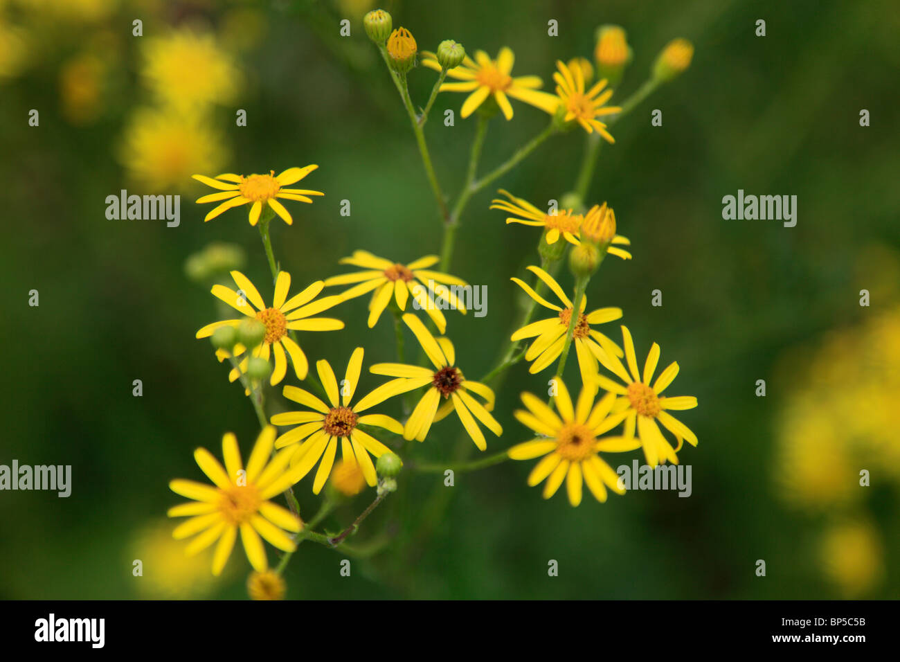 Denmark flowers hi-res stock photography and images - Alamy