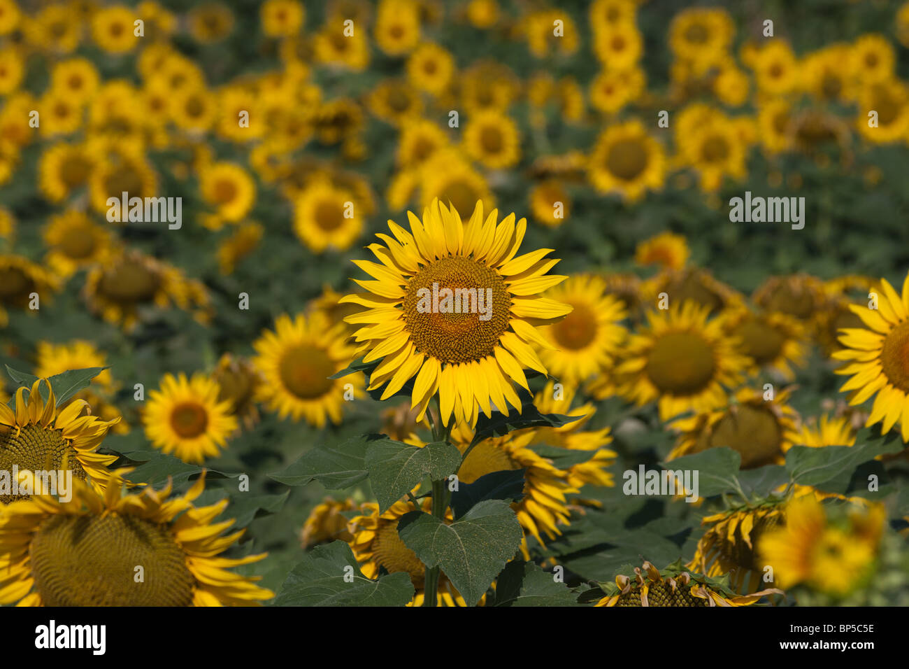 Middle of a sunflower hi-res stock photography and images - Alamy