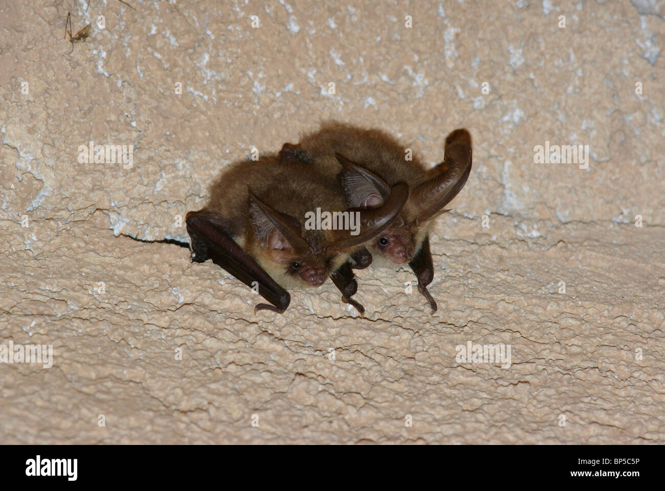 Long-eared Bat (Pleocotus auritus Stock Photo - Alamy