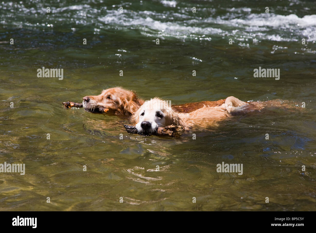 Retrieving Dogs High Resolution Stock Photography and Images - Alamy