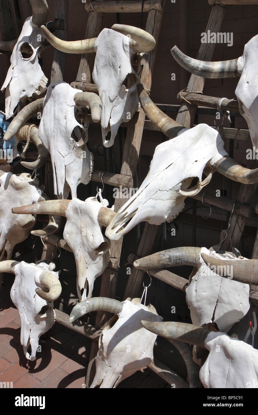 Cattle skulls in a souvenir shop, Santa Fe, USA Stock Photo - Alamy