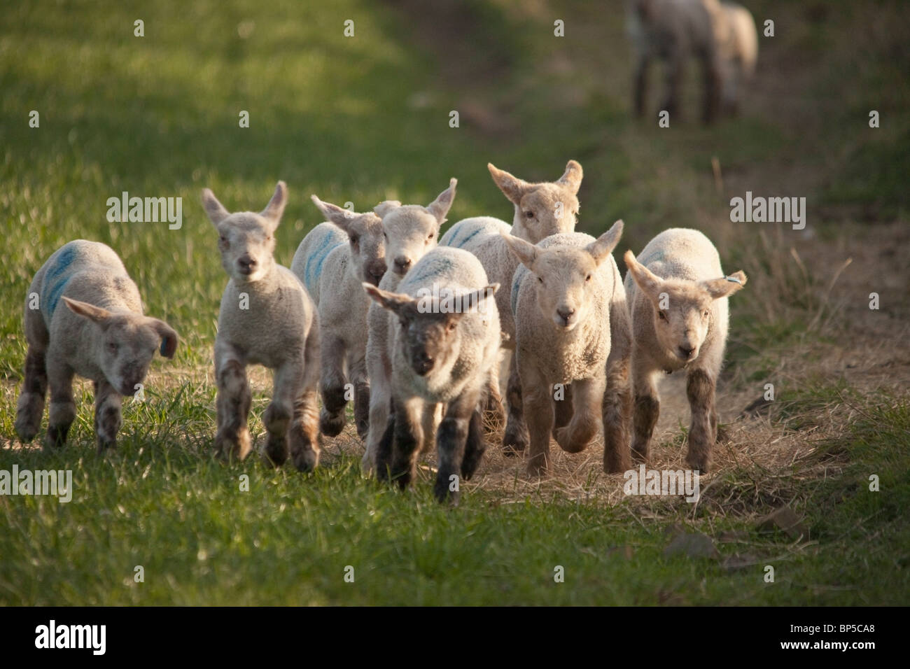 Northumberland, England; A Group Of Lambs Running Together Stock Photo ...