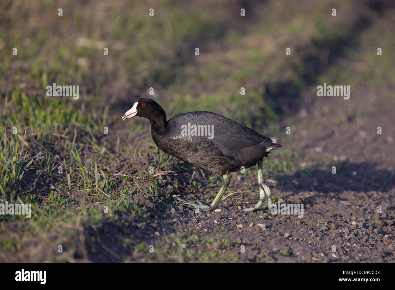 Water hen coot Canada Saskatchewan Bird Stock Photo - Alamy