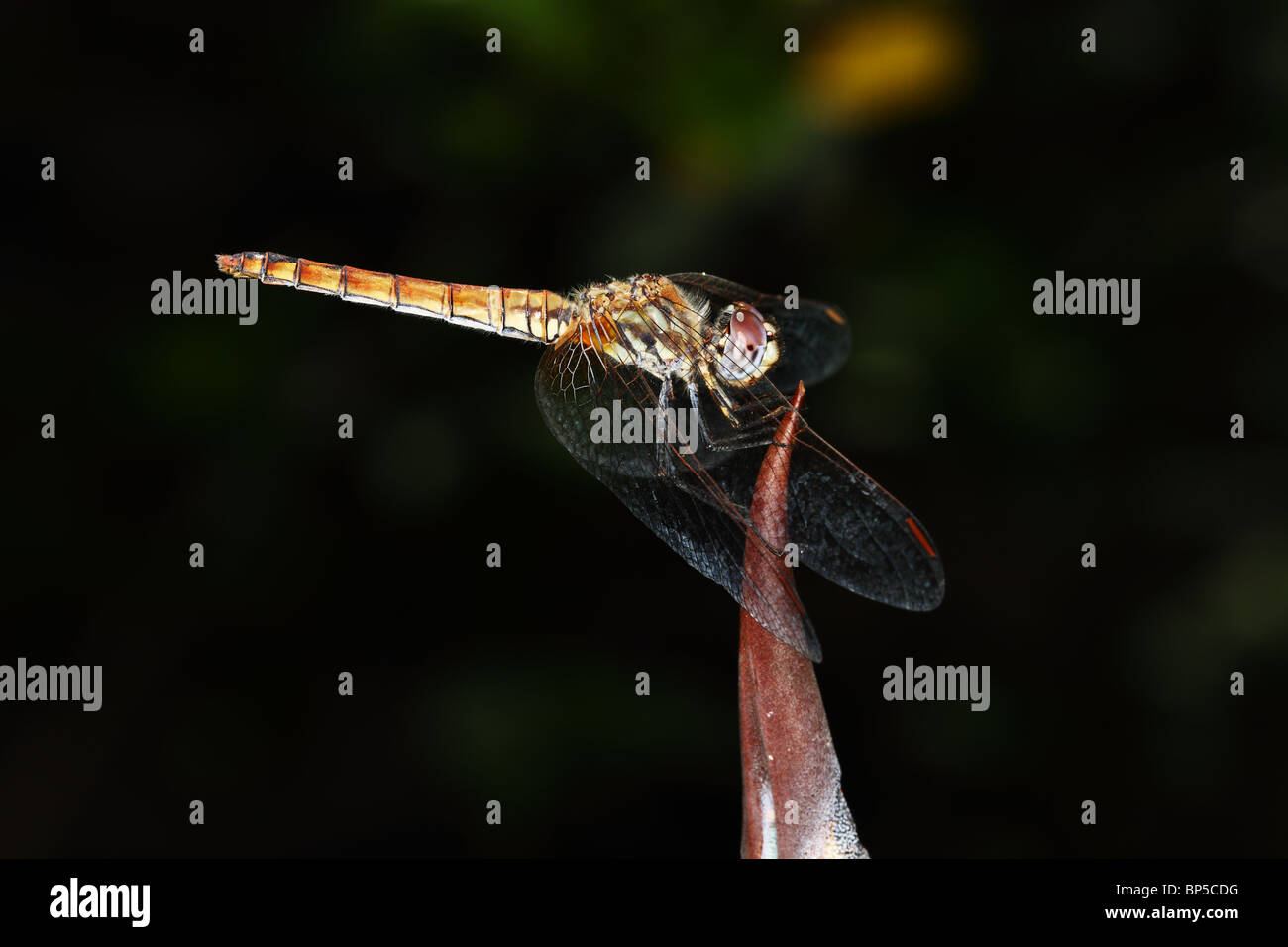Dragonfly on a cactus spike Stock Photo - Alamy