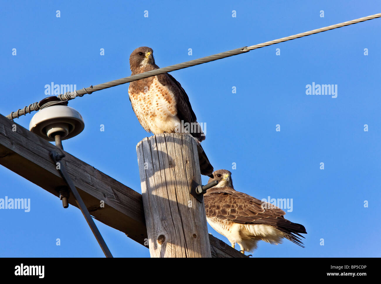 Red tailed hawk hi-res stock photography and images - Alamy