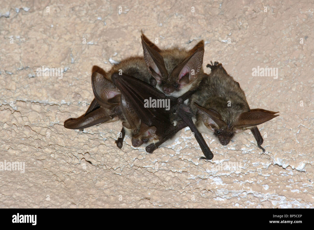 Grey long eared bat hi-res stock photography and images - Alamy