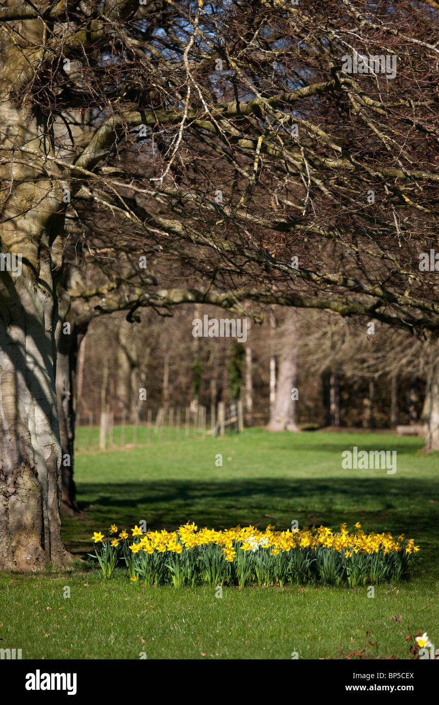 Northumberland, England; A Path Of Daffodils Under A Tree In A Park ...