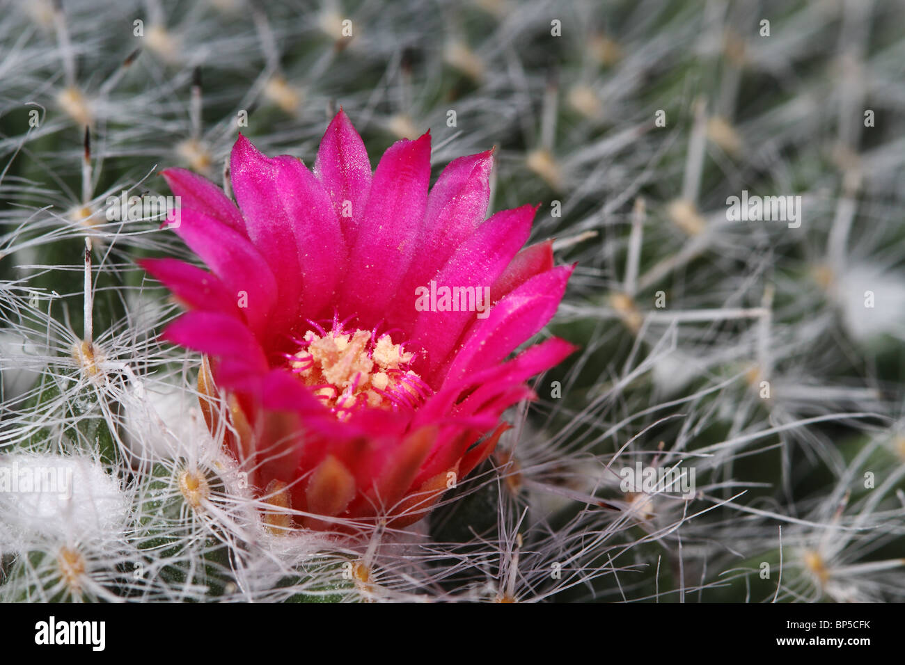 Pink Cactus flower Stock Photo - Alamy