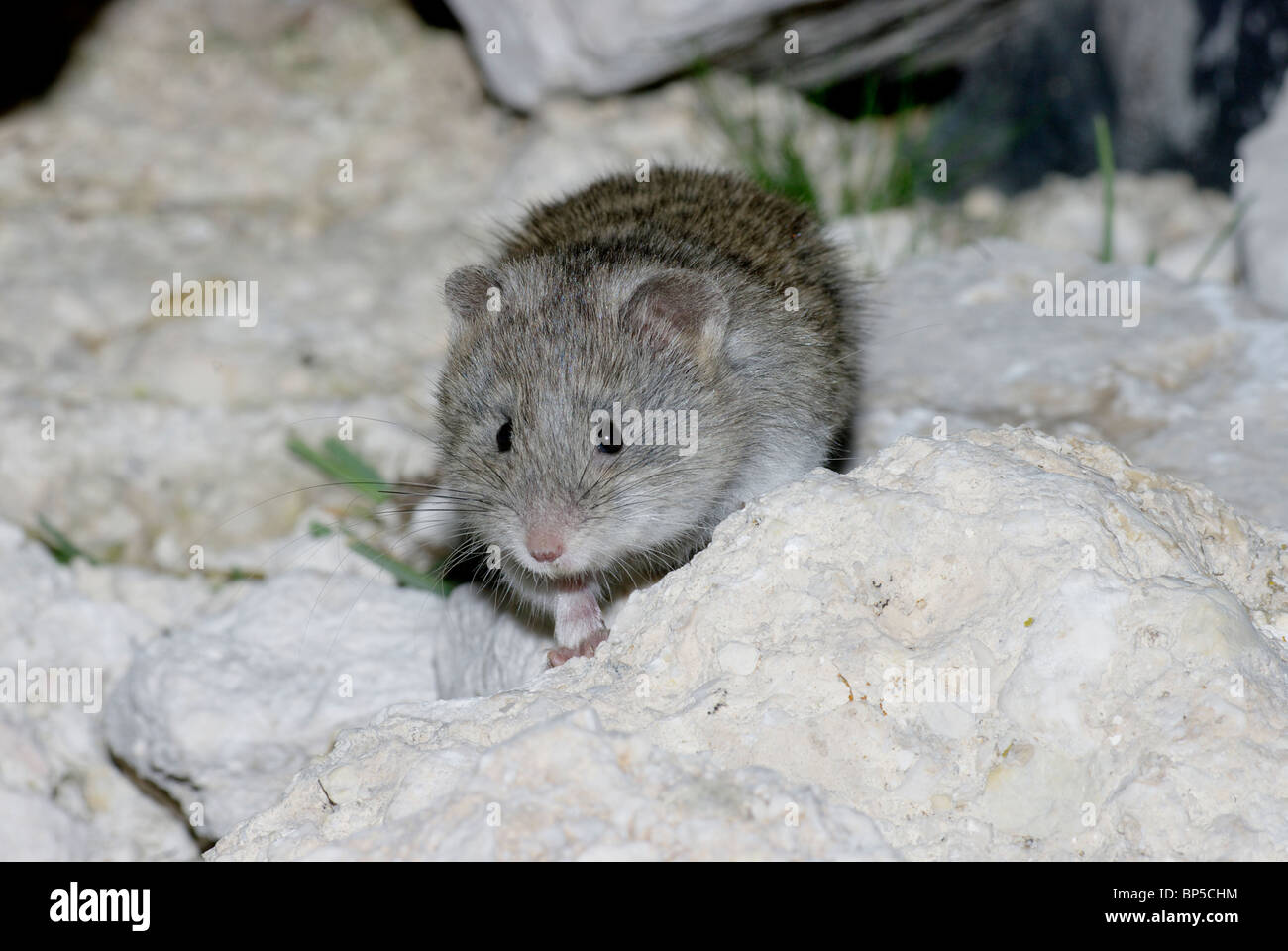 Snow Vole (Microtus nivalis Stock Photo - Alamy
