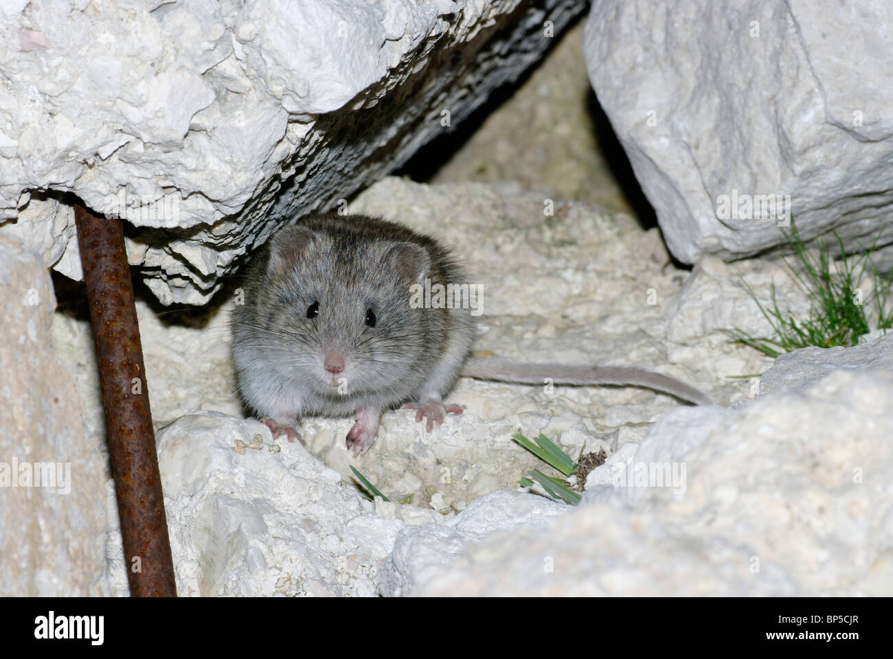 Snow Vole (Microtus nivalis Stock Photo - Alamy