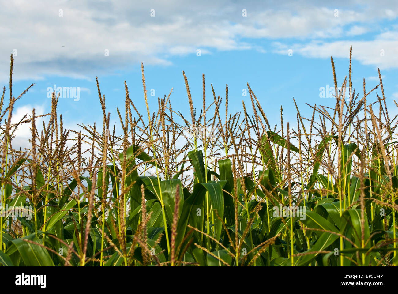 maize in field Stock Photo - Alamy