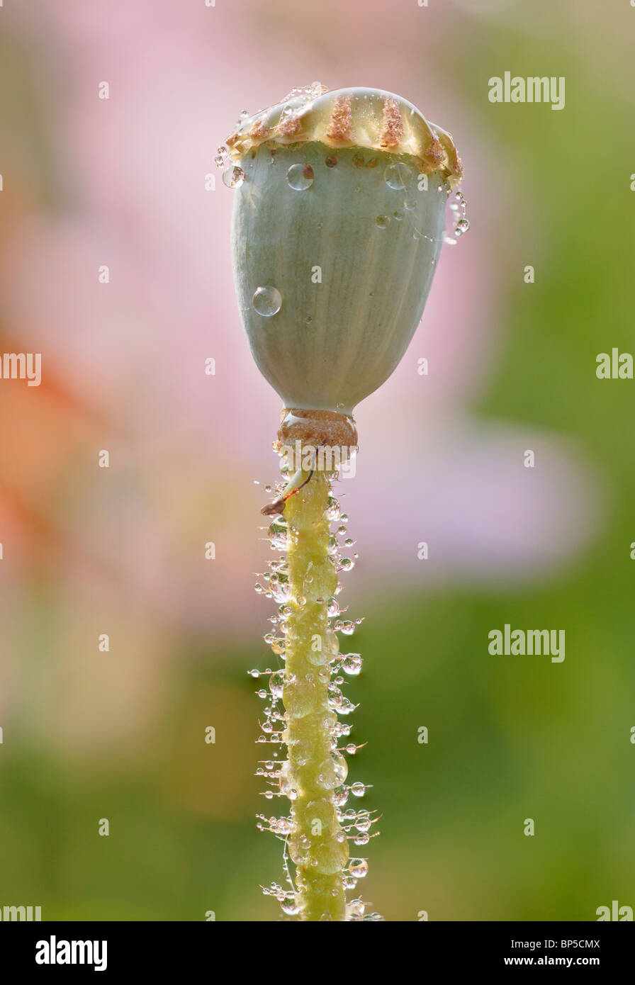 Seed pod with dew drops hi-res stock photography and images - Alamy
