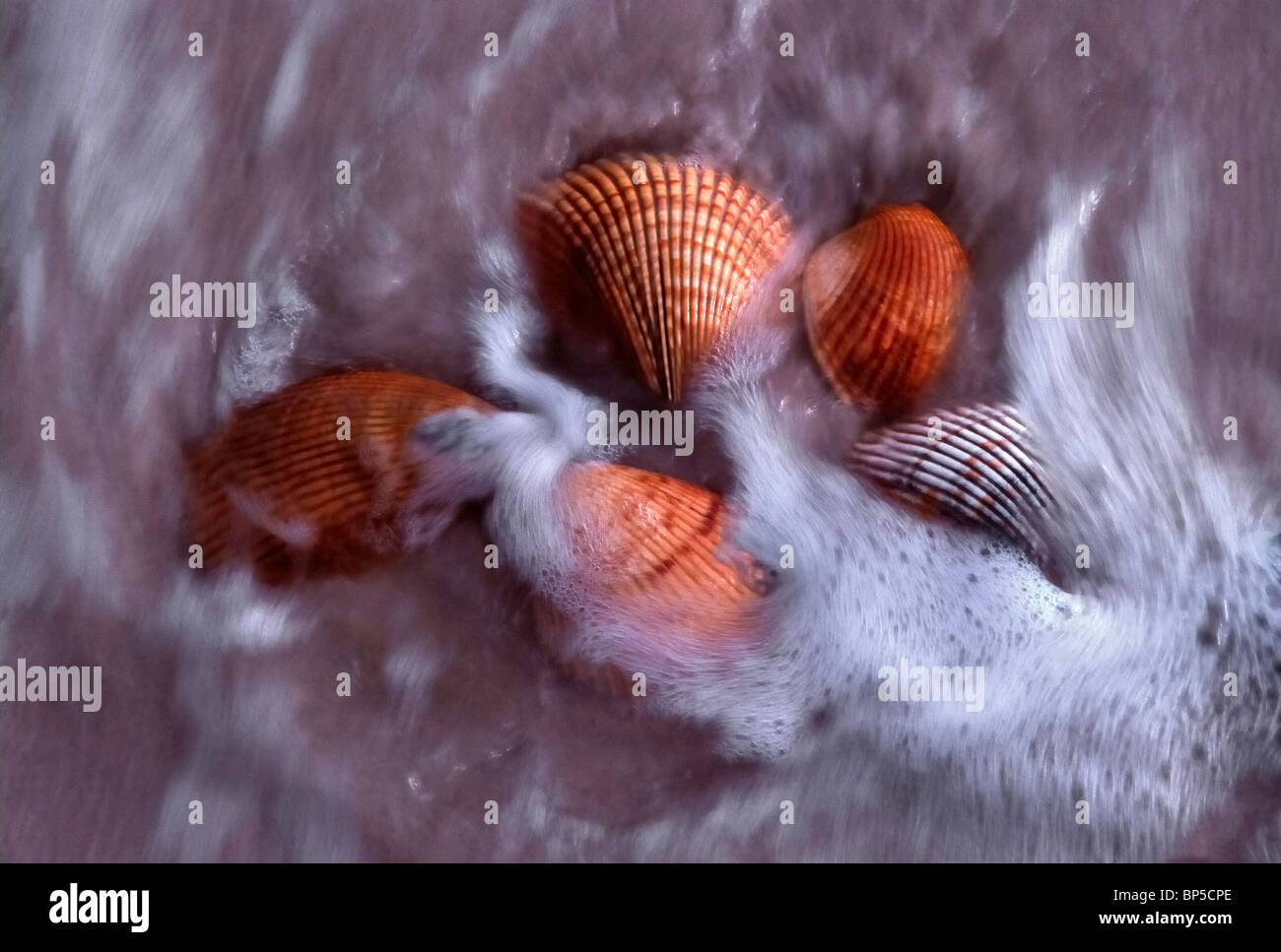 sea shells in ocean surf Stock Photo - Alamy