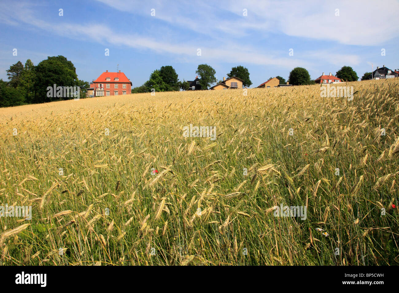 Denmark, Zealand, Roskilde, wheat field, agriculture Stock Photo - Alamy