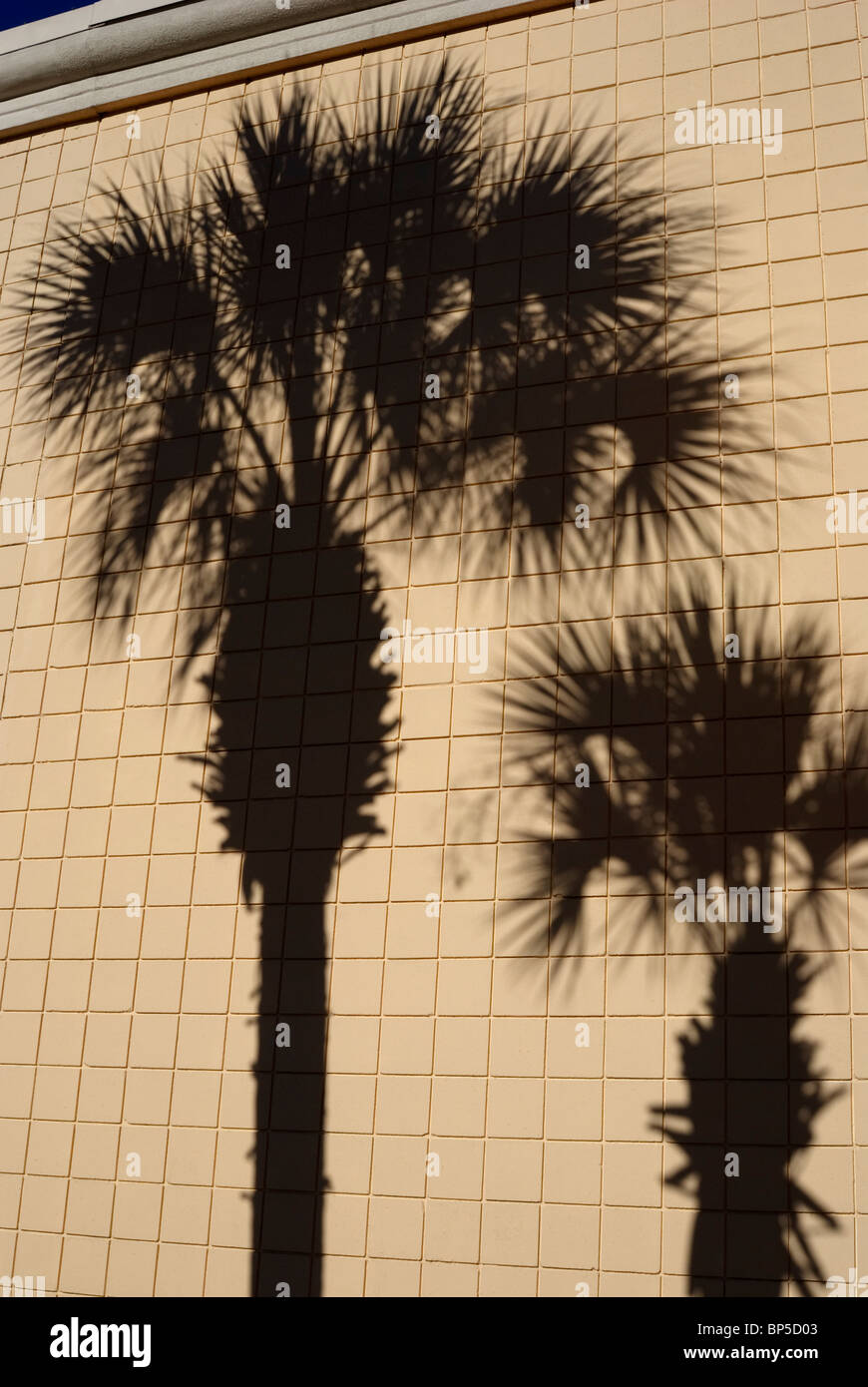 sabal palm shadows on side of building Florida Stock Photo - Alamy
