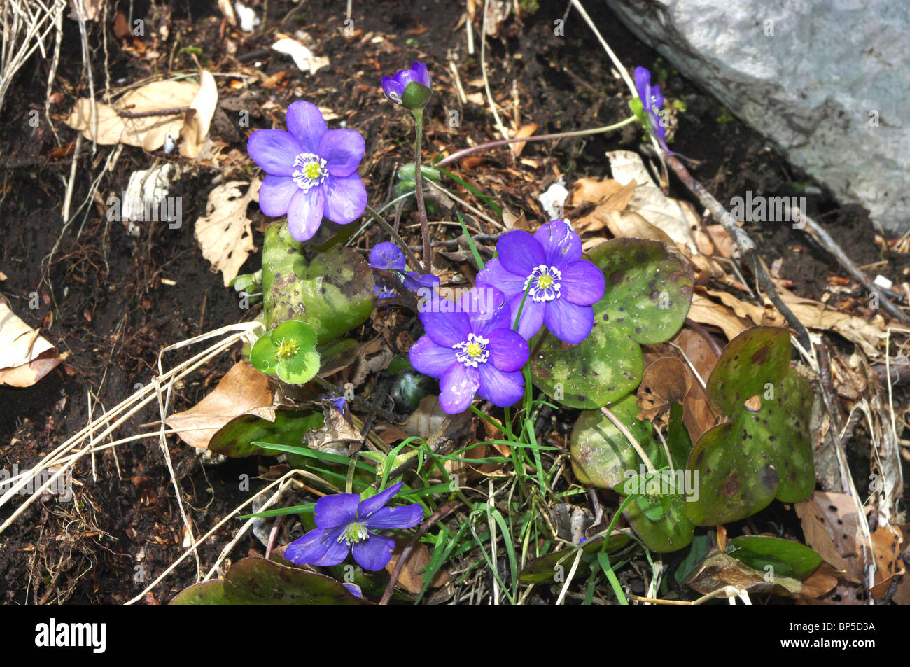 Hepatica (Hepatica nobilis Stock Photo - Alamy