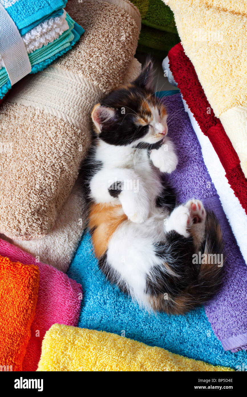 Calico kitten sleeping on towels Stock Photo - Alamy