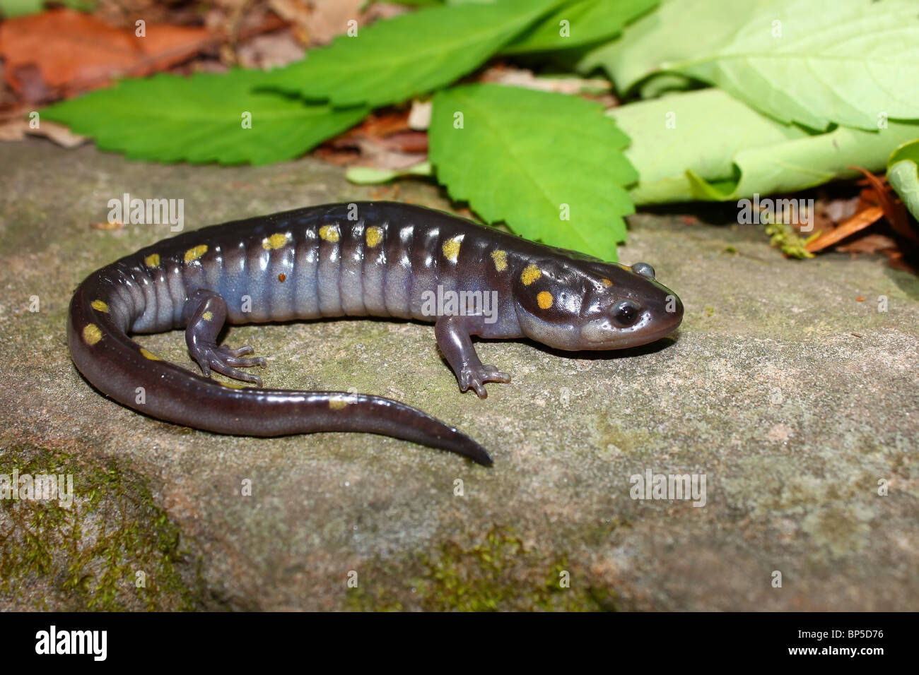 Spotted Salamander (Ambystoma maculatum Stock Photo - Alamy