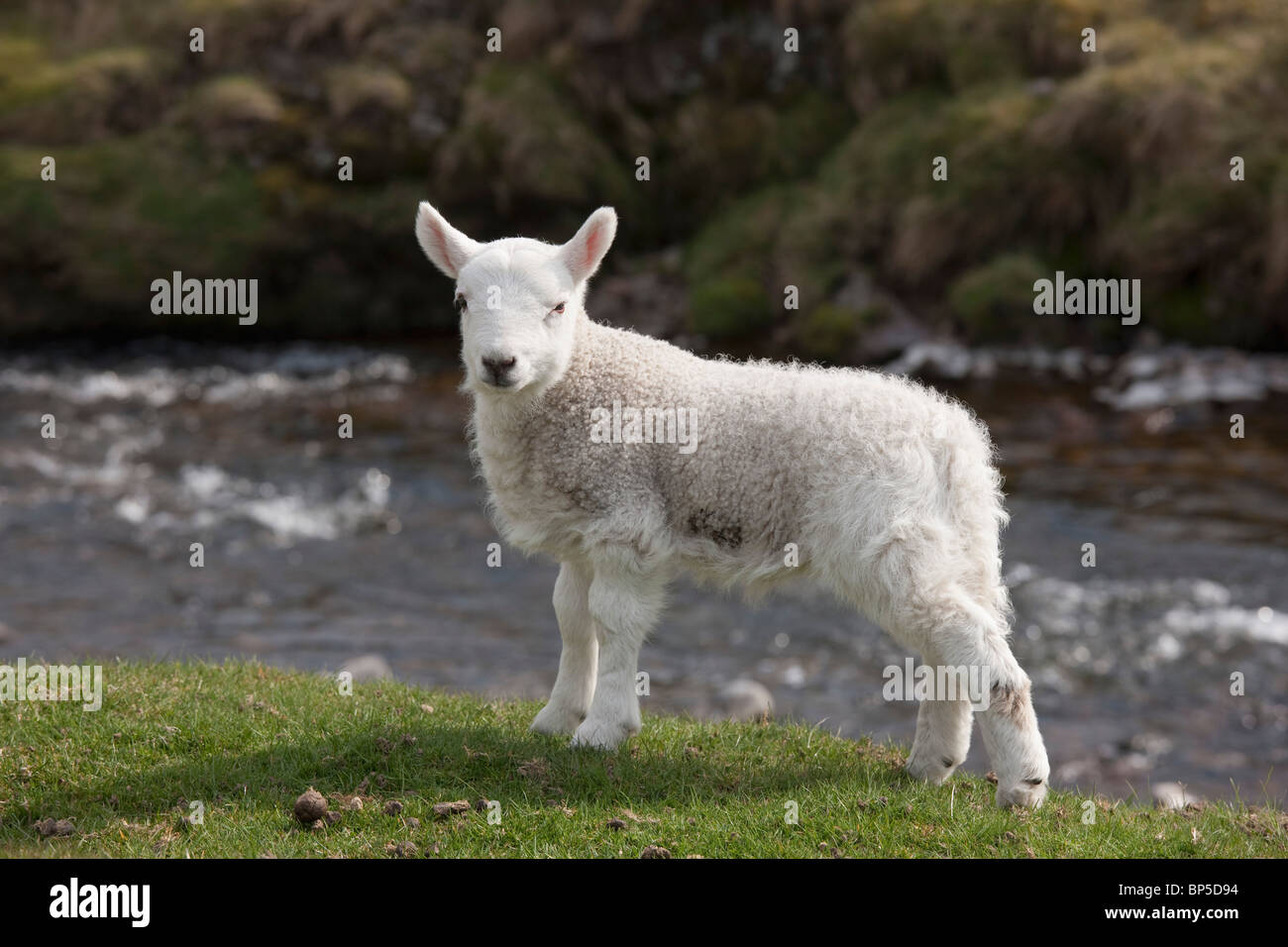 Northumberland, England; A Sheep Standing On The Shore Of A River Stock ...
