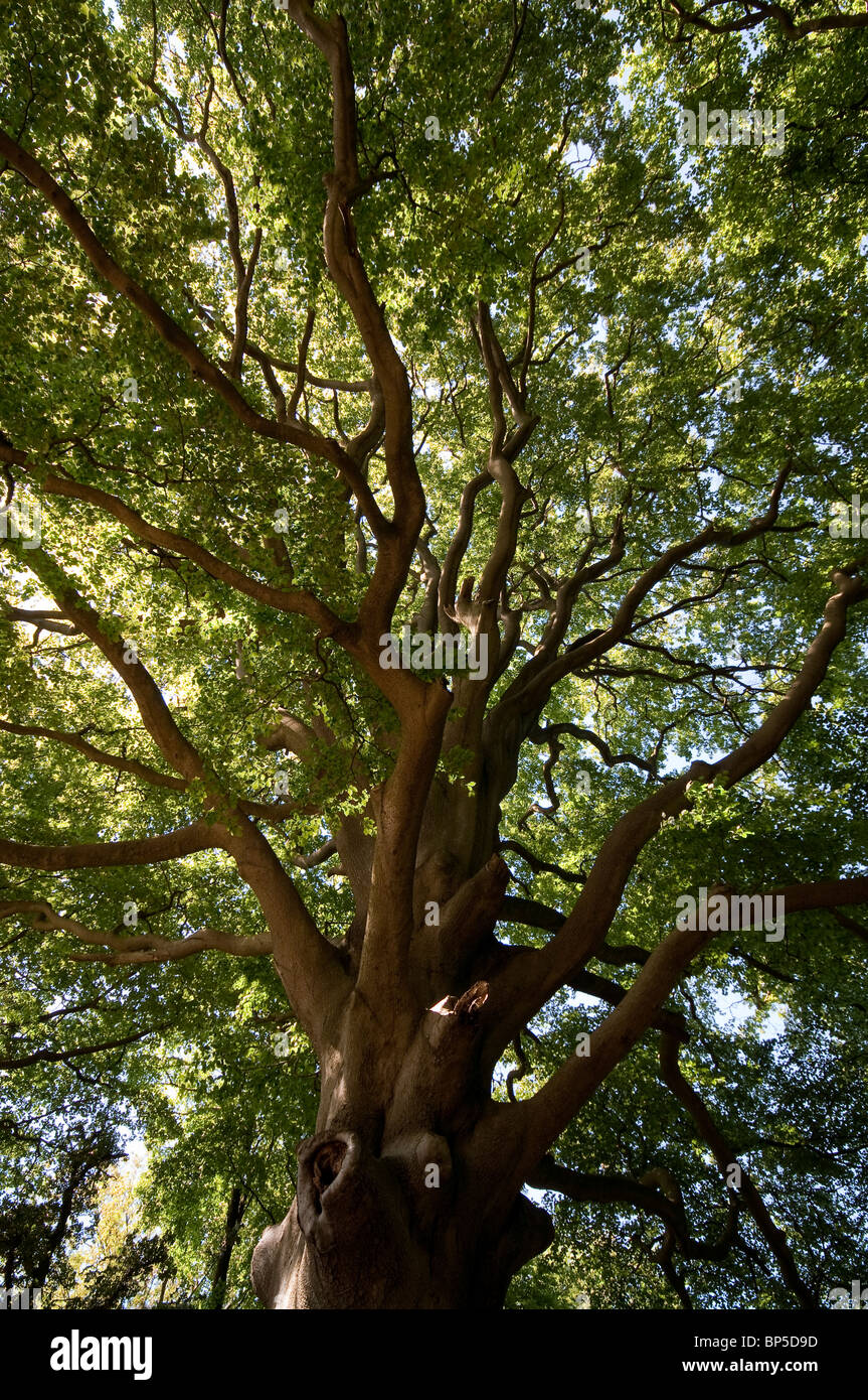 Looking up through branches of a large tree Stock Photo - Alamy