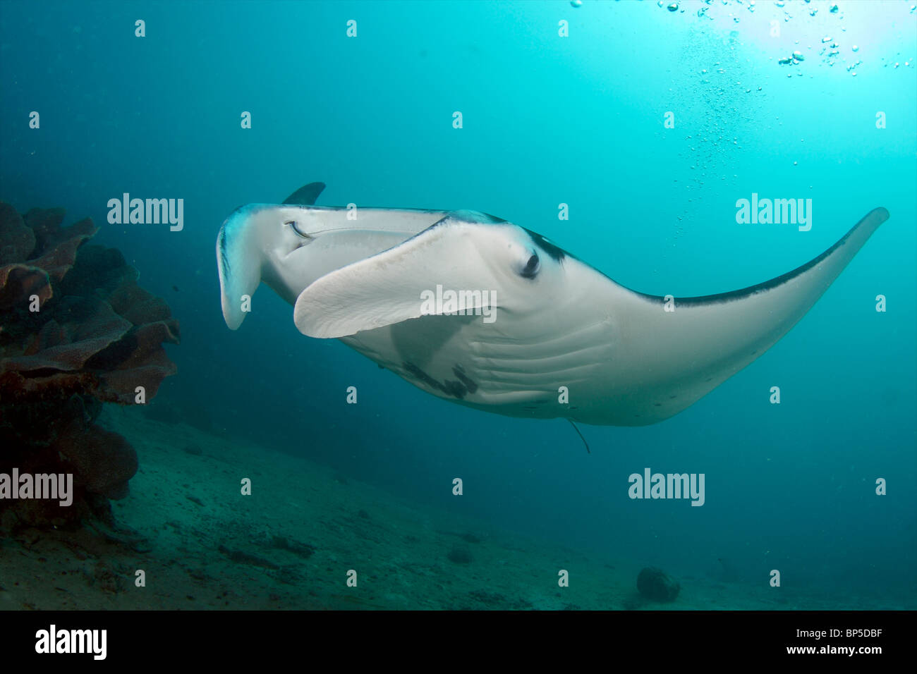 Yap Micronesia diving Stock Photo - Alamy