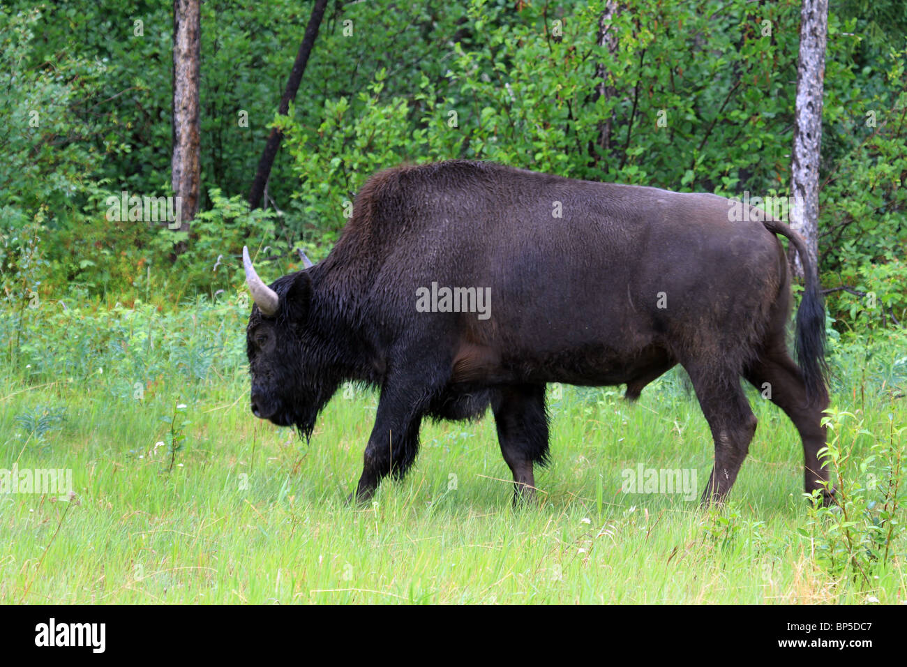 Bison buffalo in British Columbia, Canada. Herd feeding in forest ...