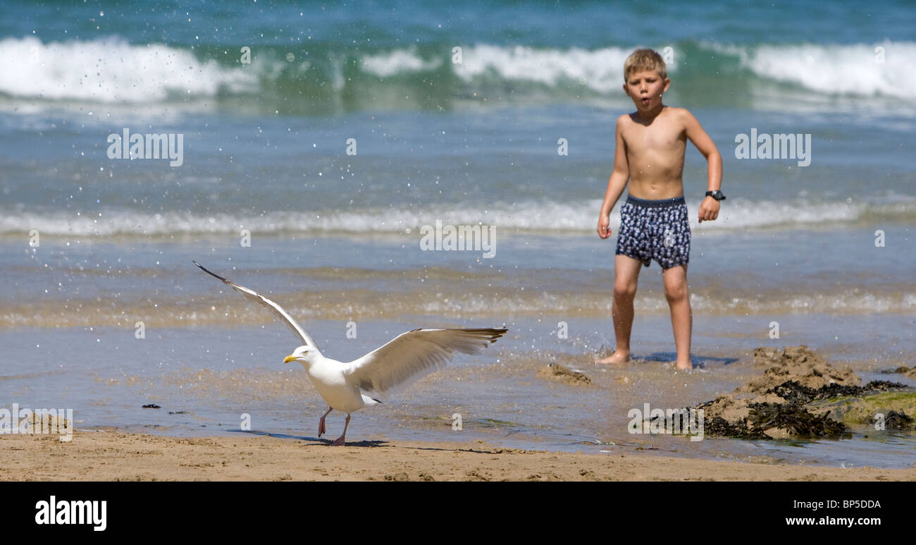 Seagul at the beach hi-res stock photography and images - Alamy