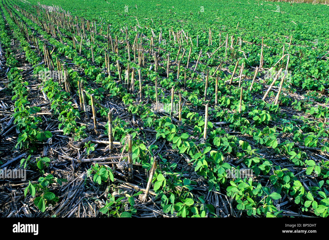 No till farming hi-res stock photography and images - Alamy